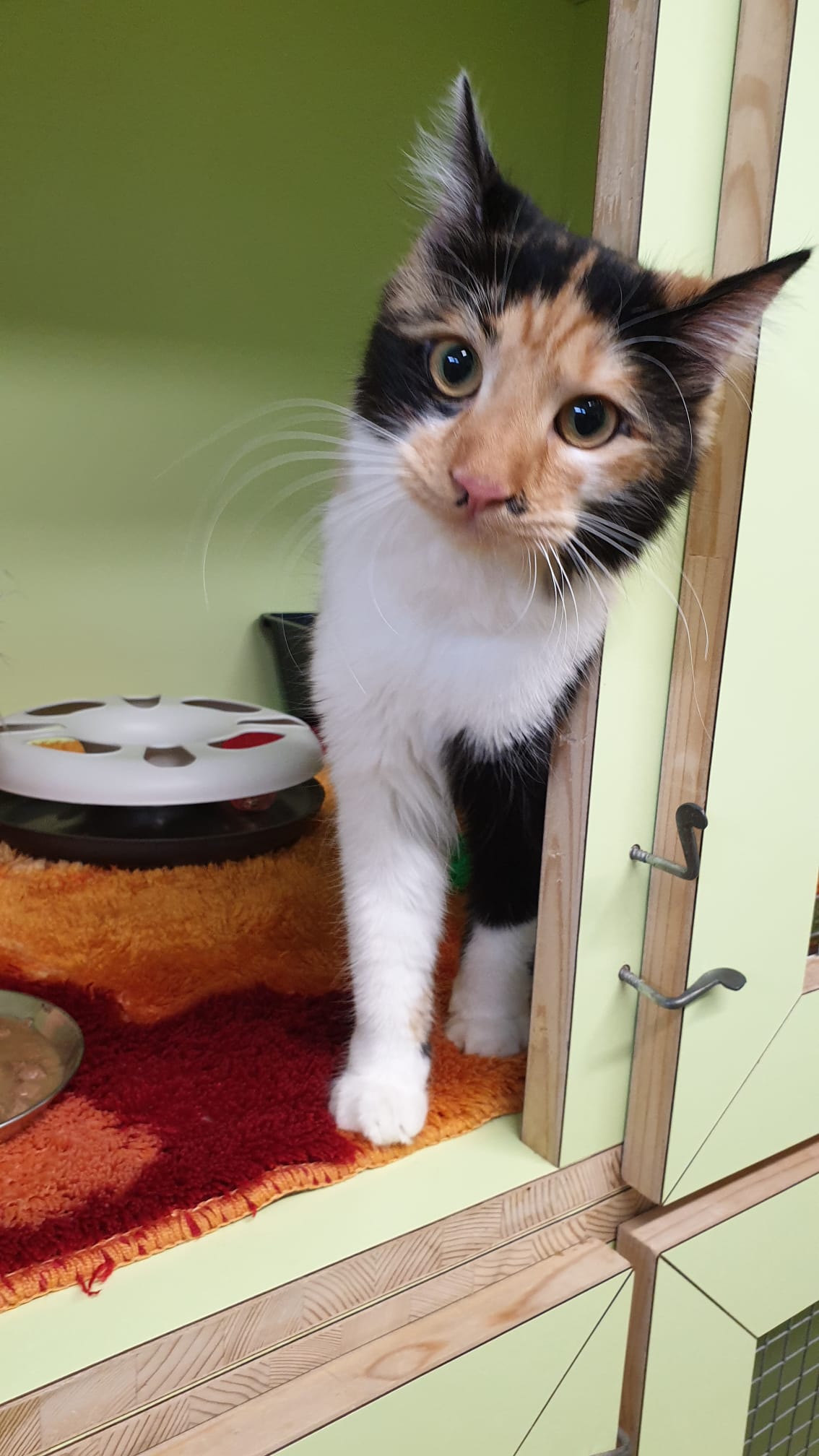 Gefundene Tiere - Tierschutz Tirol