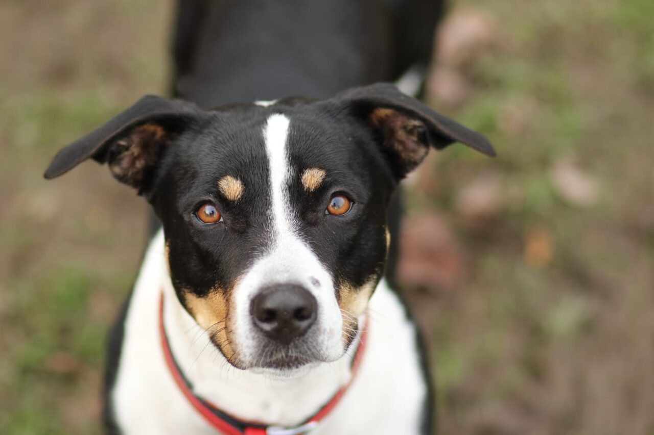 Wunschzettel Heidi - Tierschutzverein für Tirol