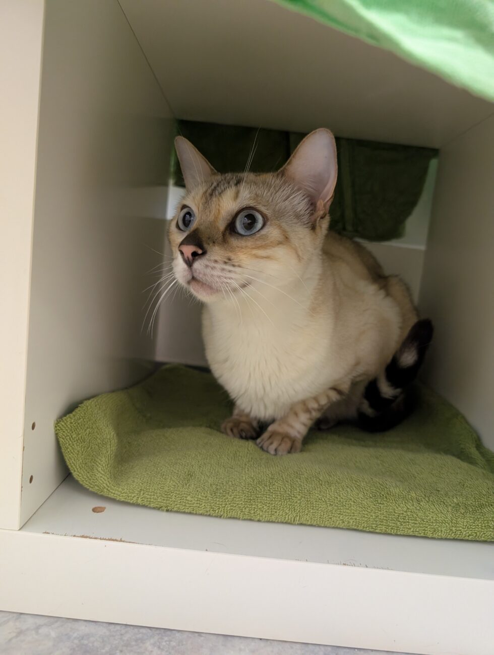 Baco & Kira - Tierschutzverein für Tirol