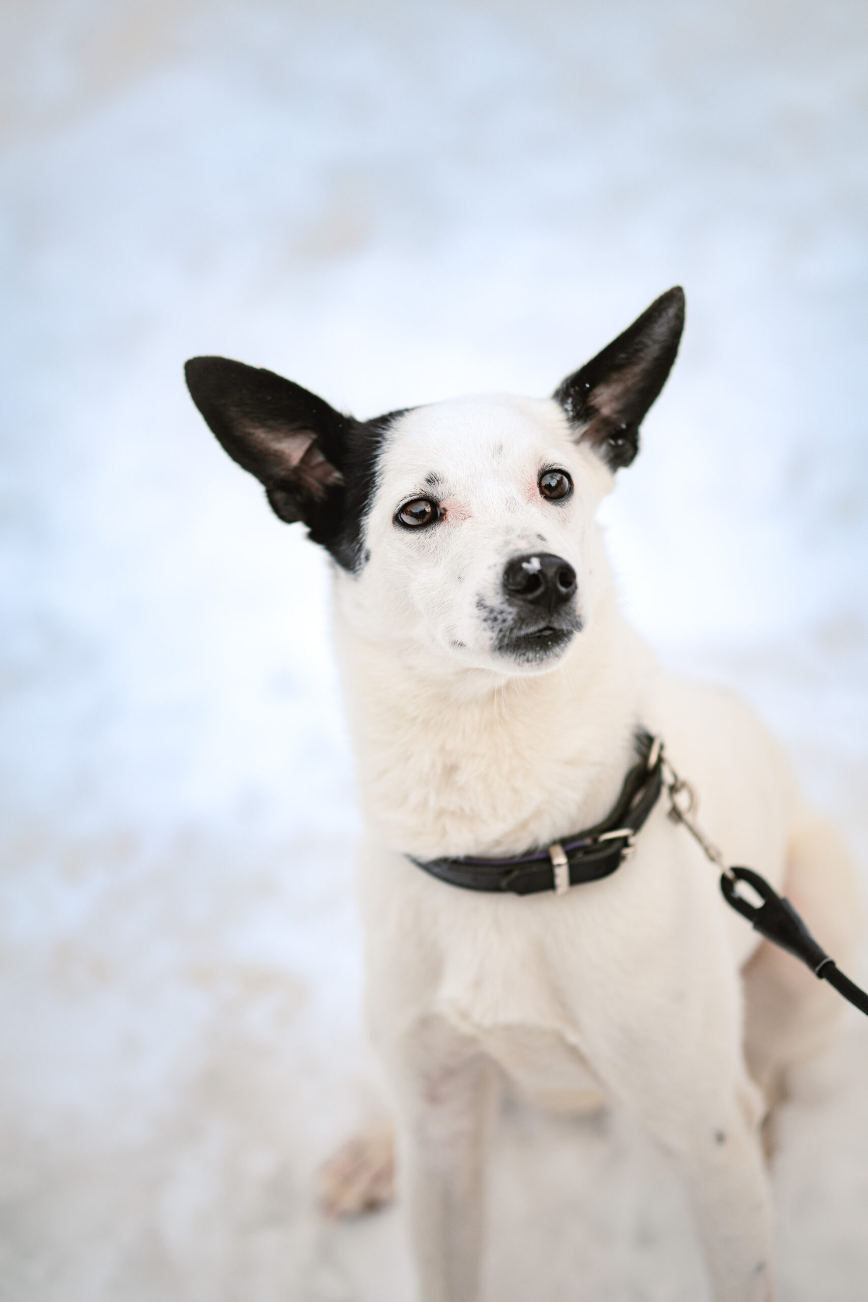 Poldi - Tierschutzverein für Tirol
