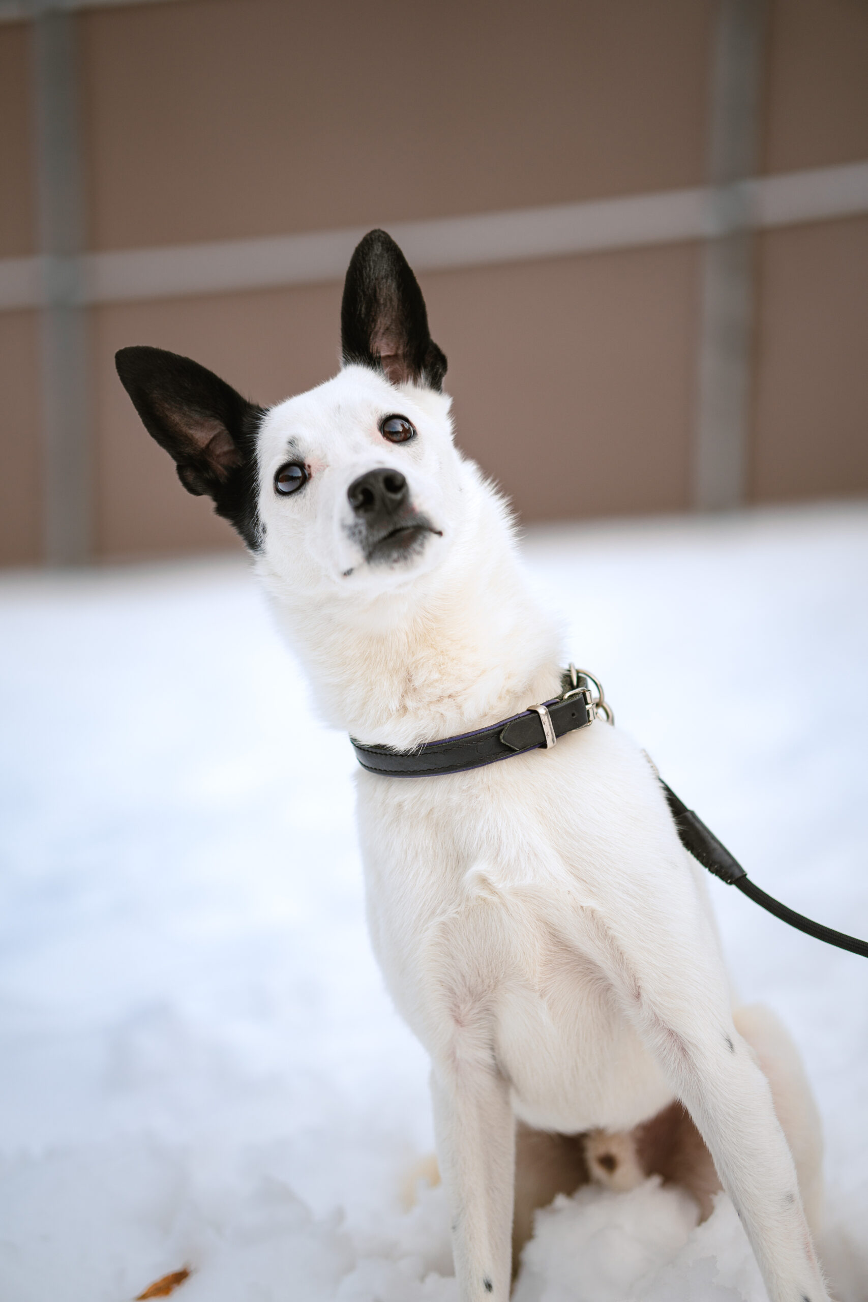 Poldi - Tierschutzverein für Tirol