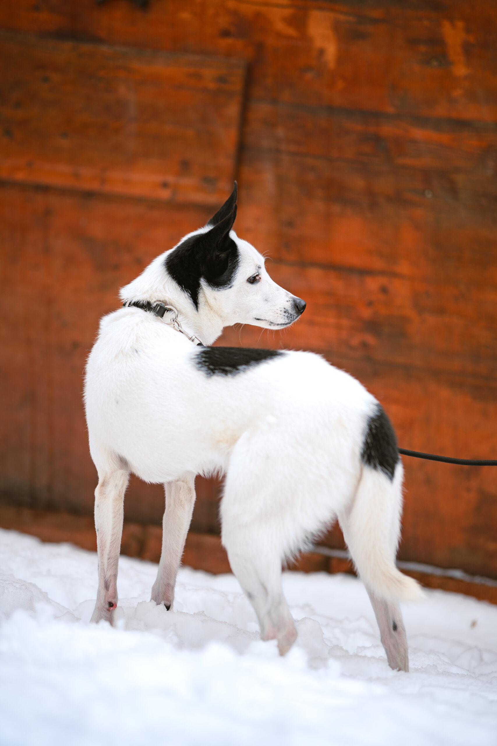 Poldi - Tierschutzverein für Tirol